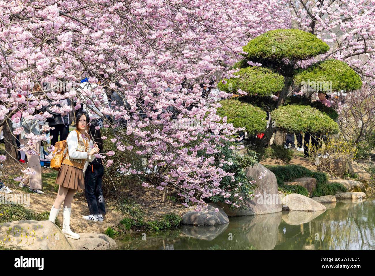 WUXI, CHINA - MARCH 16, 2024 - Tourists enjoy cherry blossoms in full bloom at Tai lake ...