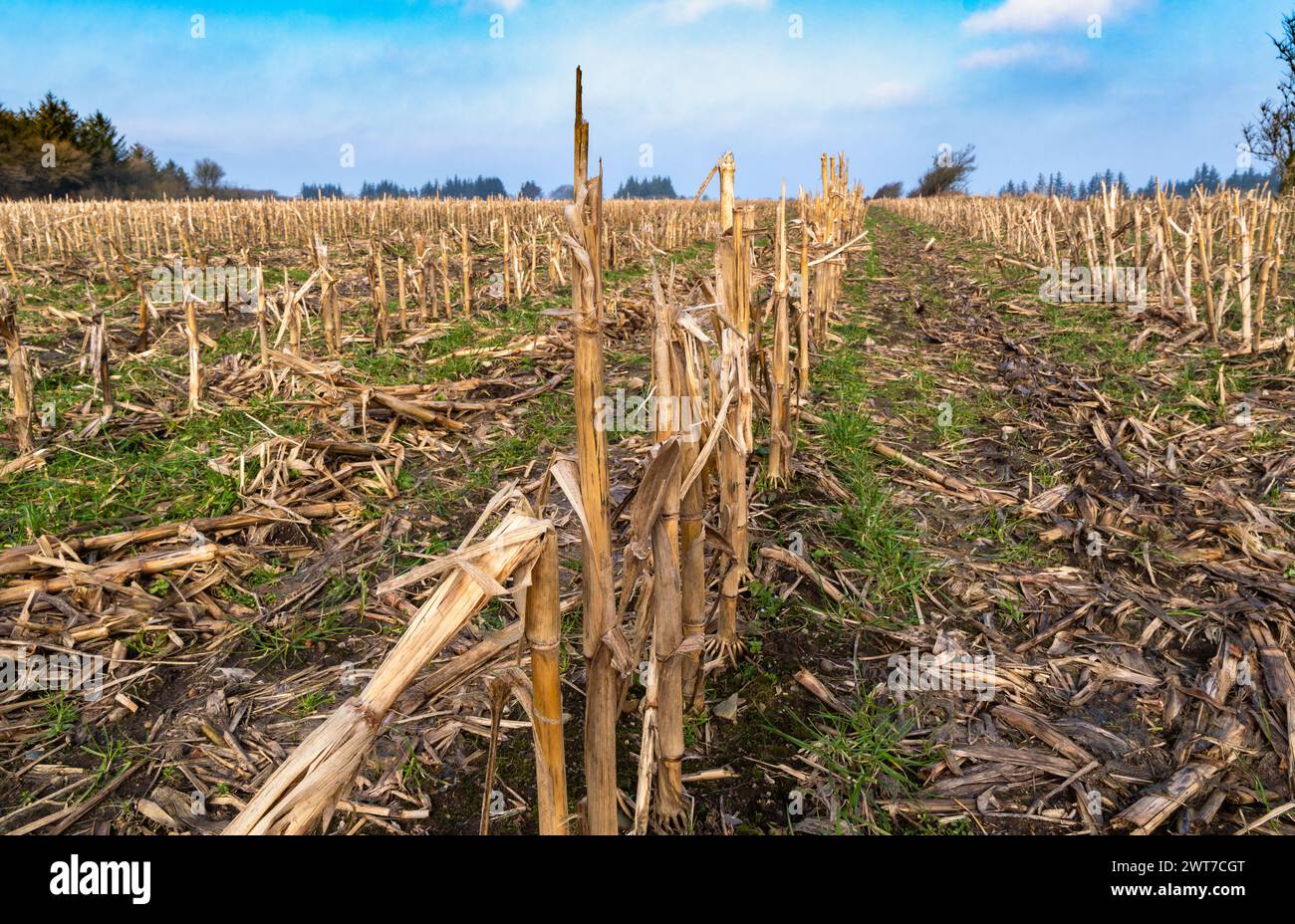 Corn stubbles in rows before sowing time Stock Photo - Alamy