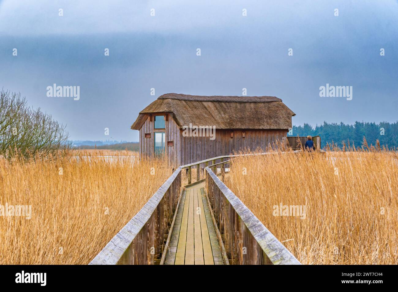Nature 2000 bird reservation Han Vejle in Thy., Denmark Stock Photo - Alamy