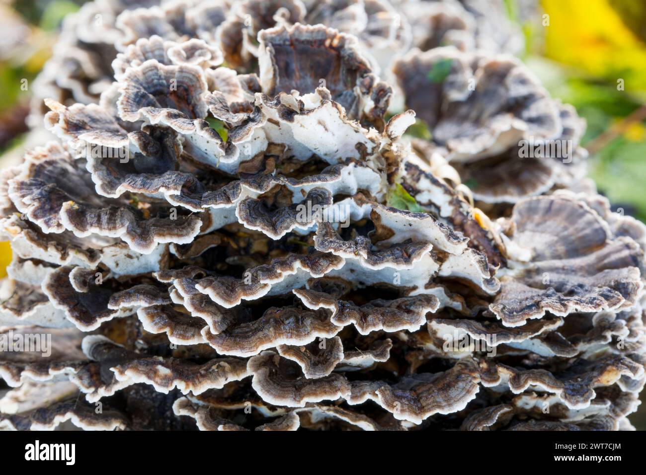 Turkey Tails fungi (Trametes versicolor) growing from inoculated Birch ...