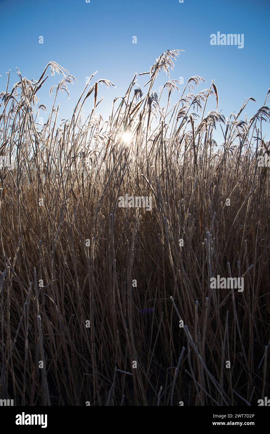 Common Reed (Phragmites australis) stems and seedheads on a frosty ...