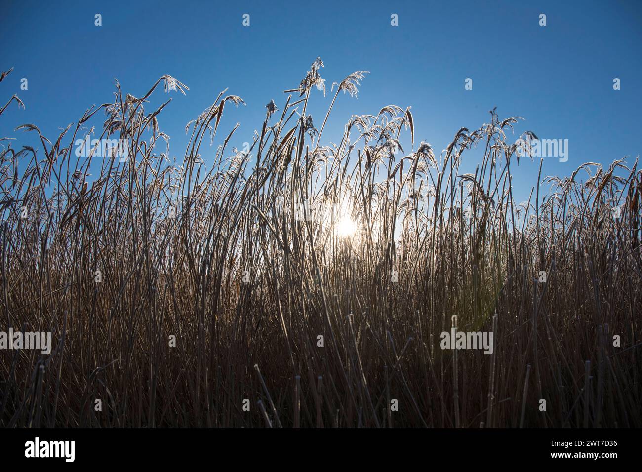 Common Reed (Phragmites australis) stems and seedheads on a frosty ...