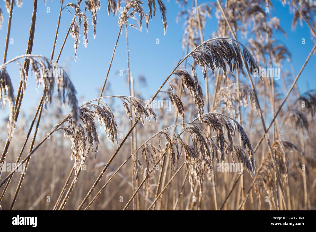 Common Reed (Phragmites australis) stems and seedheads on a frosty ...