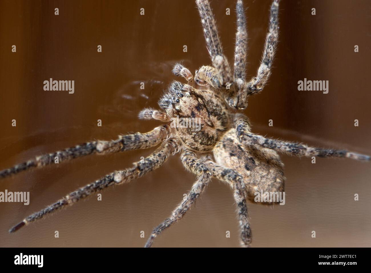 Giant spider on the skull hi-res stock photography and images - Alamy