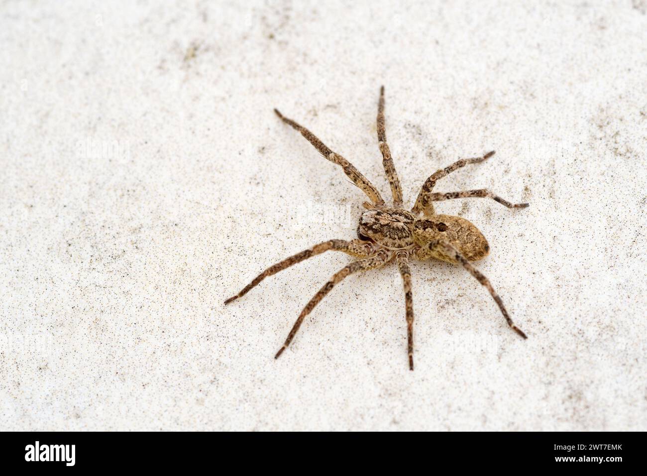Curly hunting spiders hi-res stock photography and images - Alamy