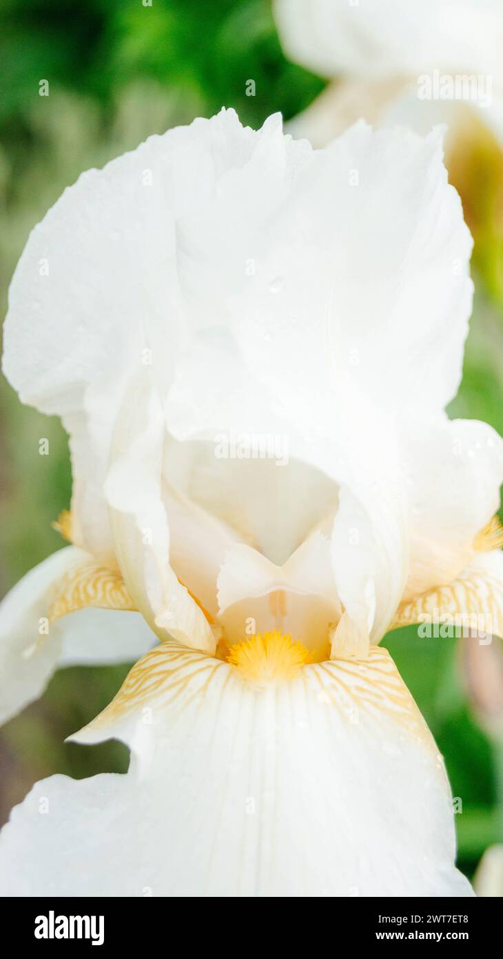 Macro photo of bearded iris flower petals. Visible stamens and pollen ...