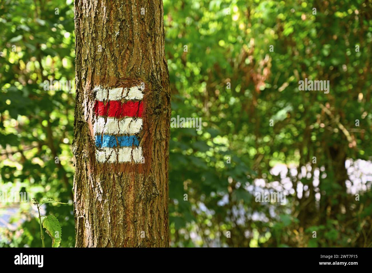 Tourist sign on a tree. Unique color marking of tourist routes in the ...