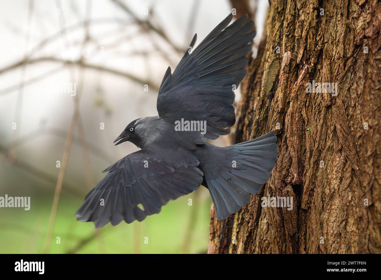 Coloeus monedula hi-res stock photography and images - Alamy