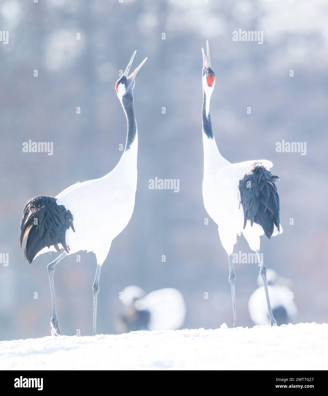 Red crowned cranes honking hi-res stock photography and images - Alamy