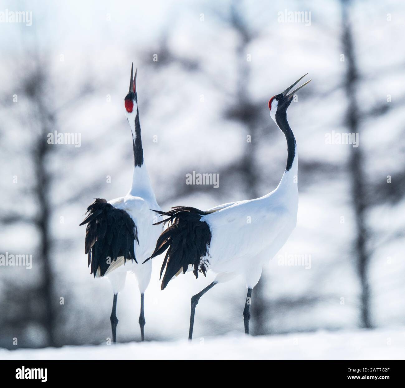 Red-crowned cranes honking , Hokkaido, Japan Stock Photo - Alamy