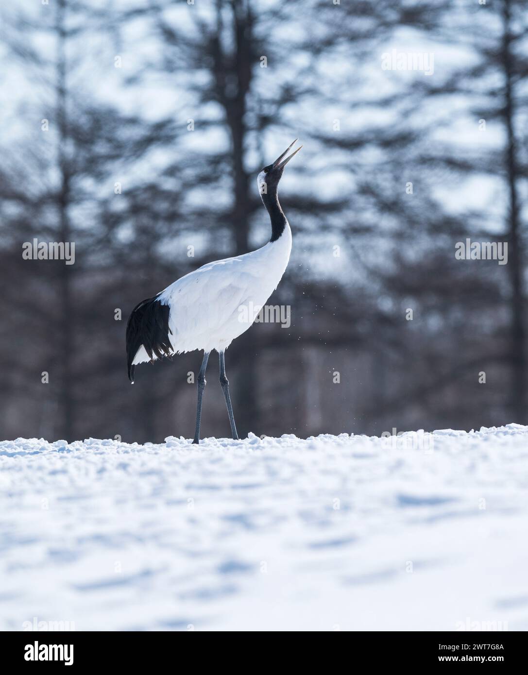 Red-crowned cranes honking , Hokkaido, Japan Stock Photo - Alamy