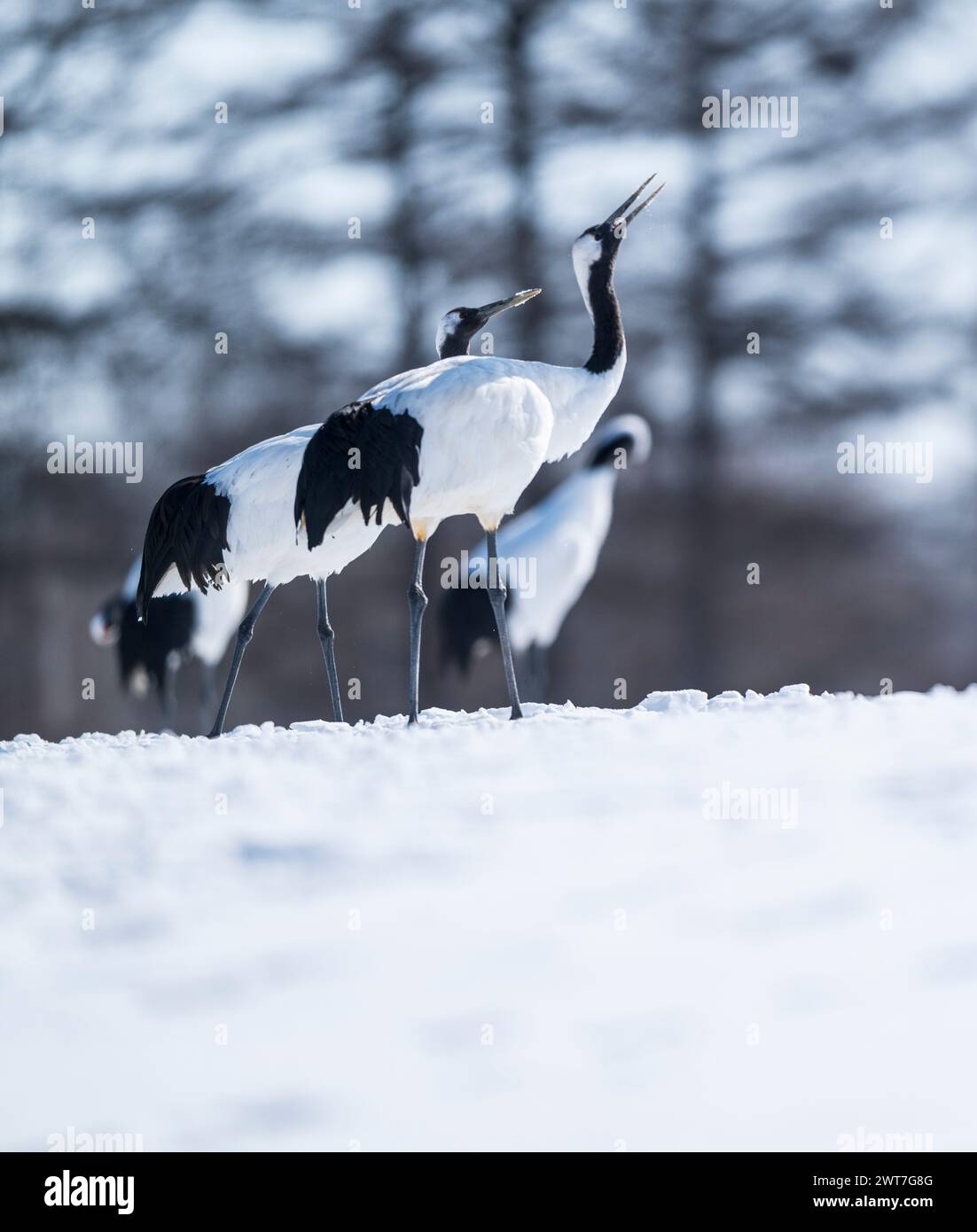 Two red-crowned cranes in hokkaido , Japan Stock Photo - Alamy