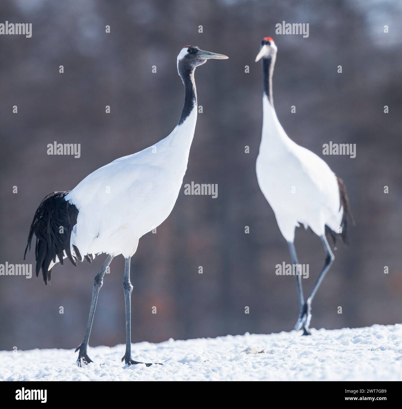 Two red-crowned cranes in hokkaido , Japan Stock Photo - Alamy
