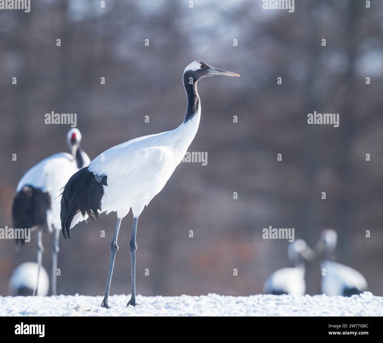 Two red-crowned cranes in hokkaido , Japan Stock Photo - Alamy