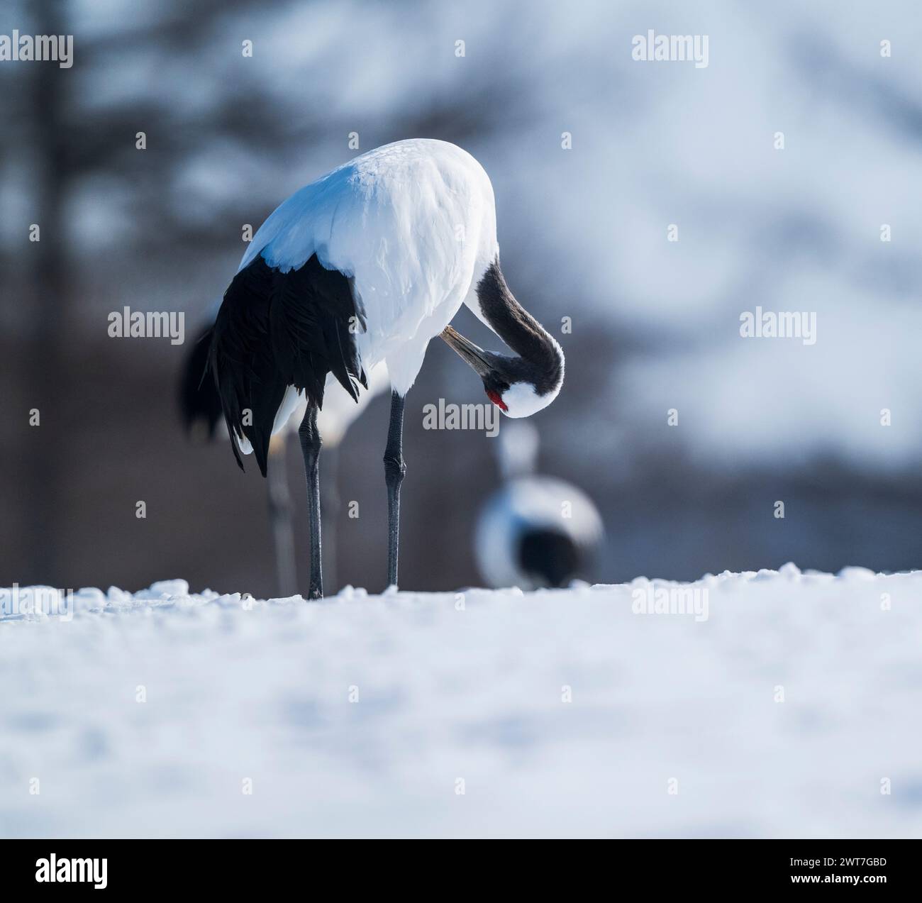 Elegant japanese crane portrait hi-res stock photography and images - Alamy