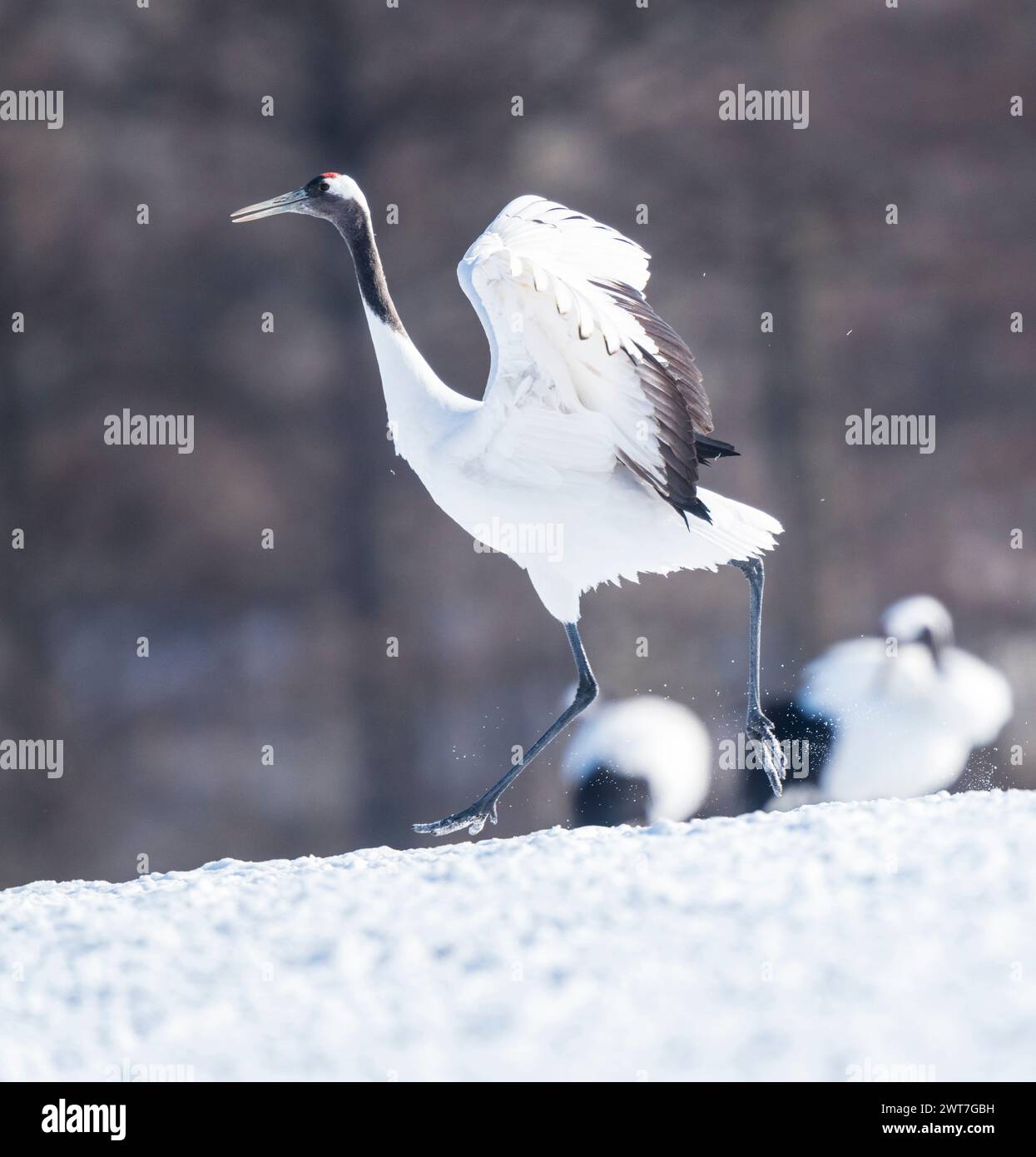 Red crowned crane elegance hi-res stock photography and images - Alamy