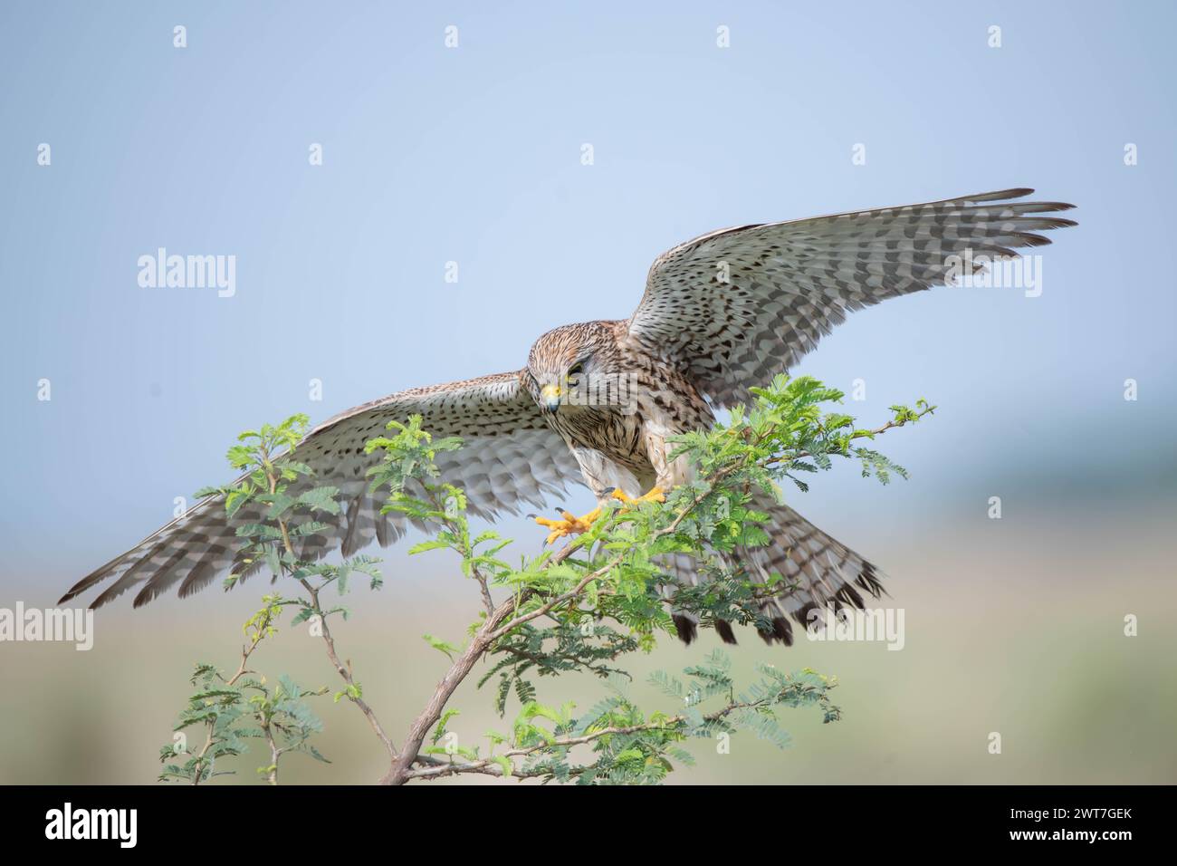 portraits of common kestrel female Stock Photo - Alamy