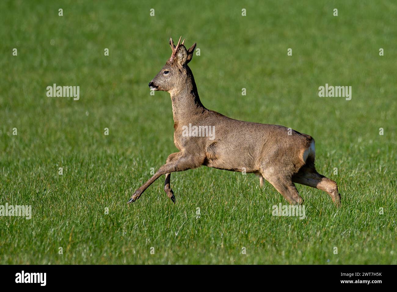 Deer pose hi-res stock photography and images - Alamy