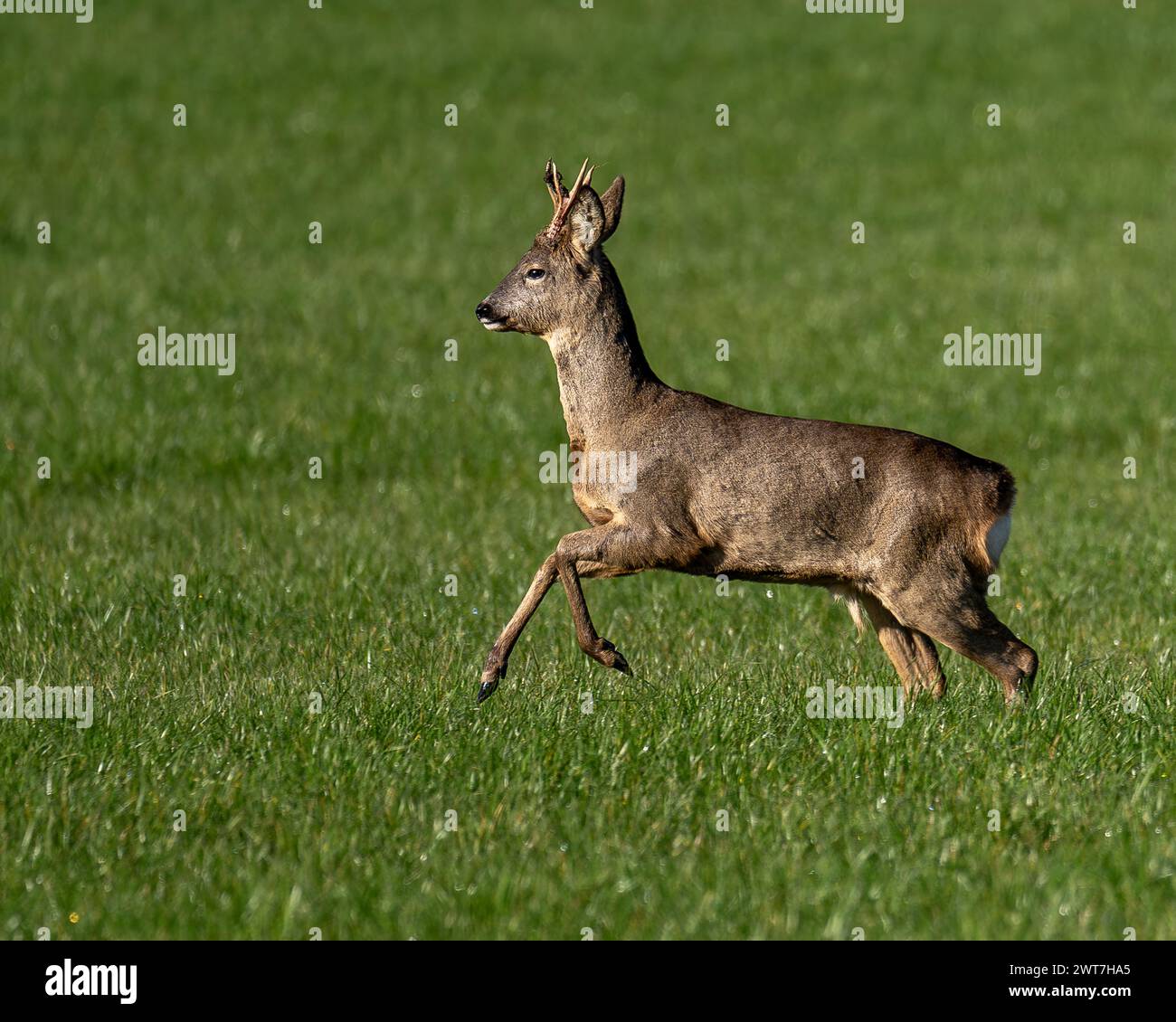 Roe deer posing hi-res stock photography and images - Alamy