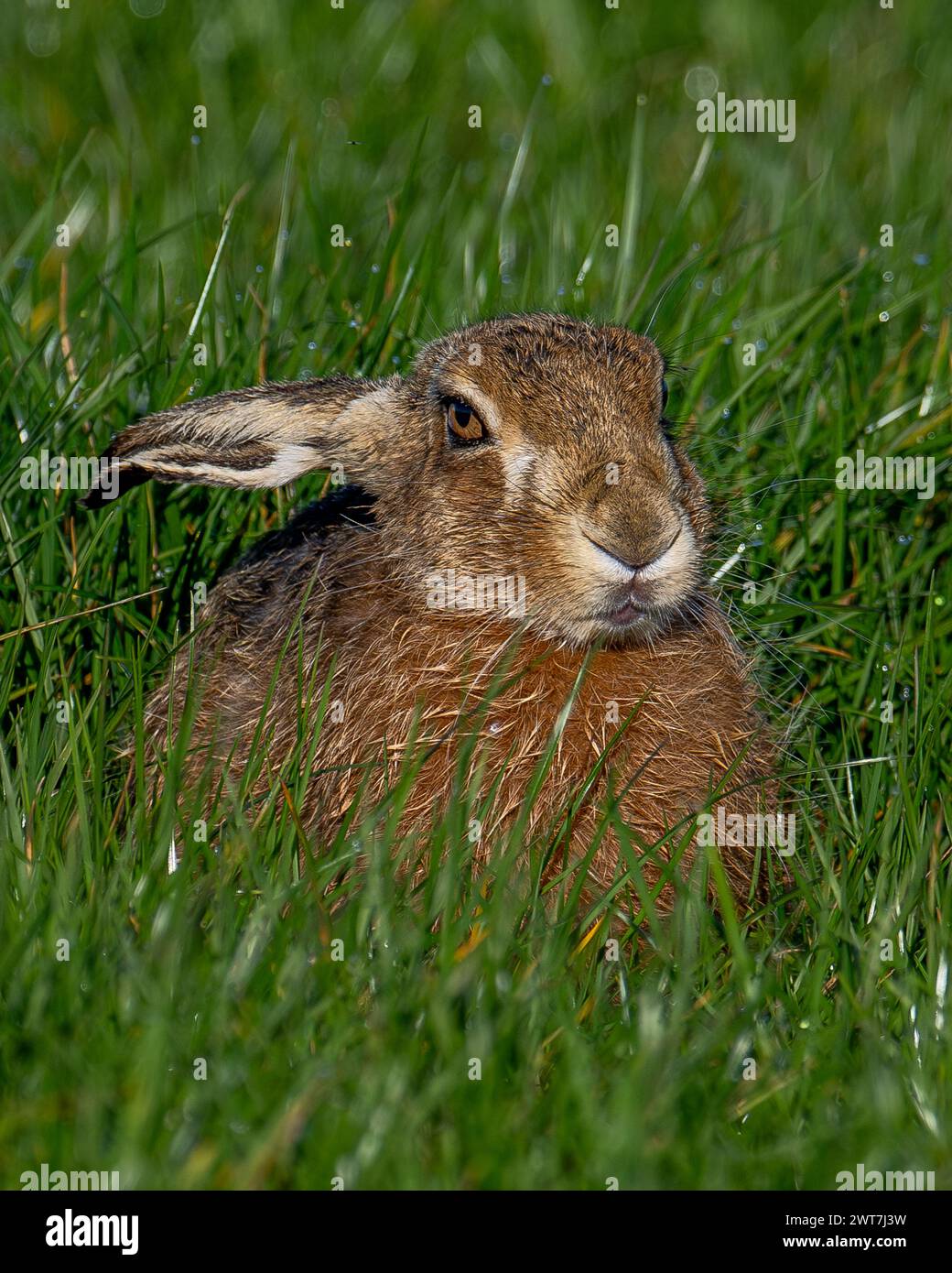 Hare in an Oxfordshire field Stock Photo - Alamy