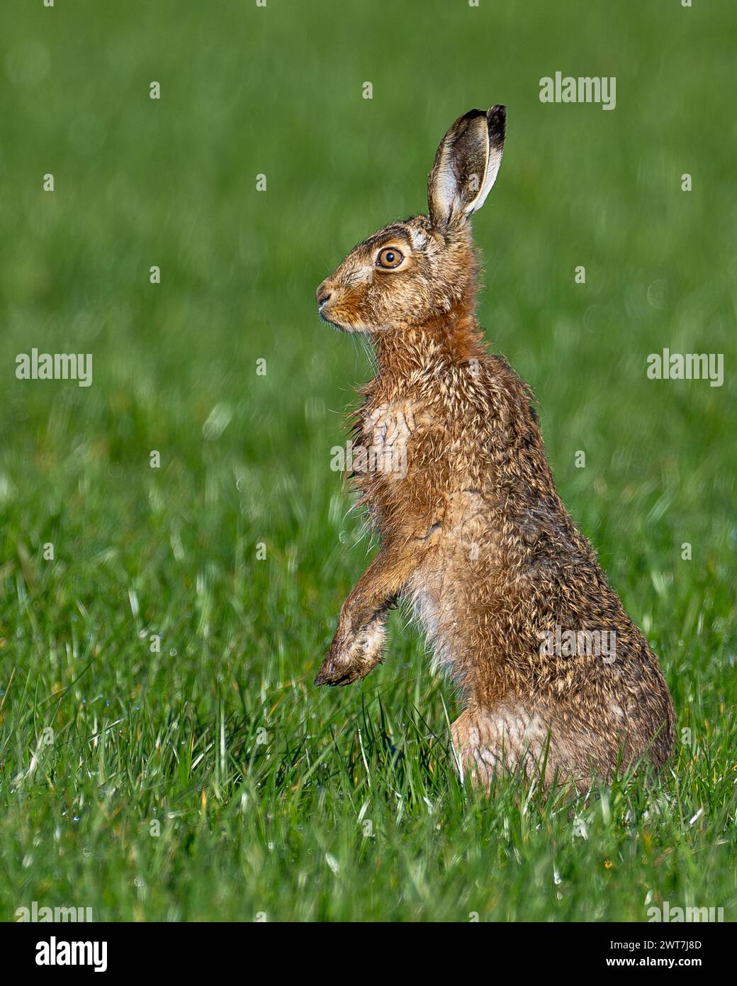 Hare in an Oxfordshire field Stock Photo - Alamy