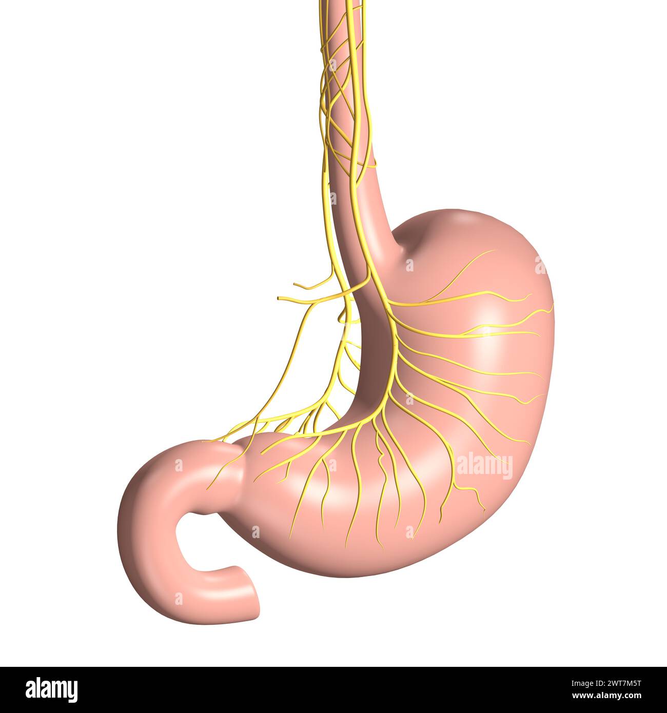 Gut brain axis hi-res stock photography and images - Alamy