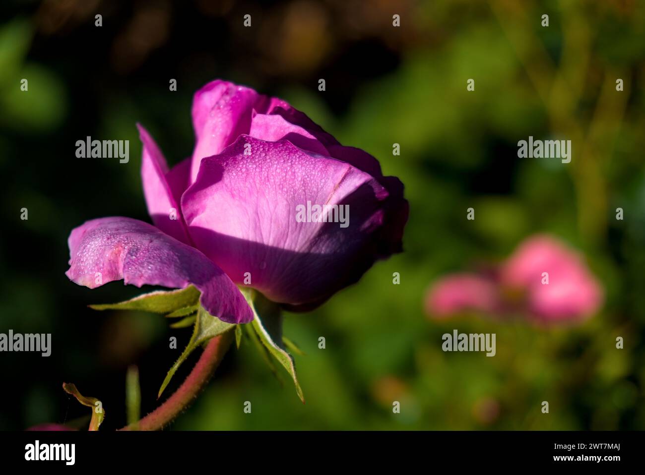 Rose from side hi-res stock photography and images - Alamy