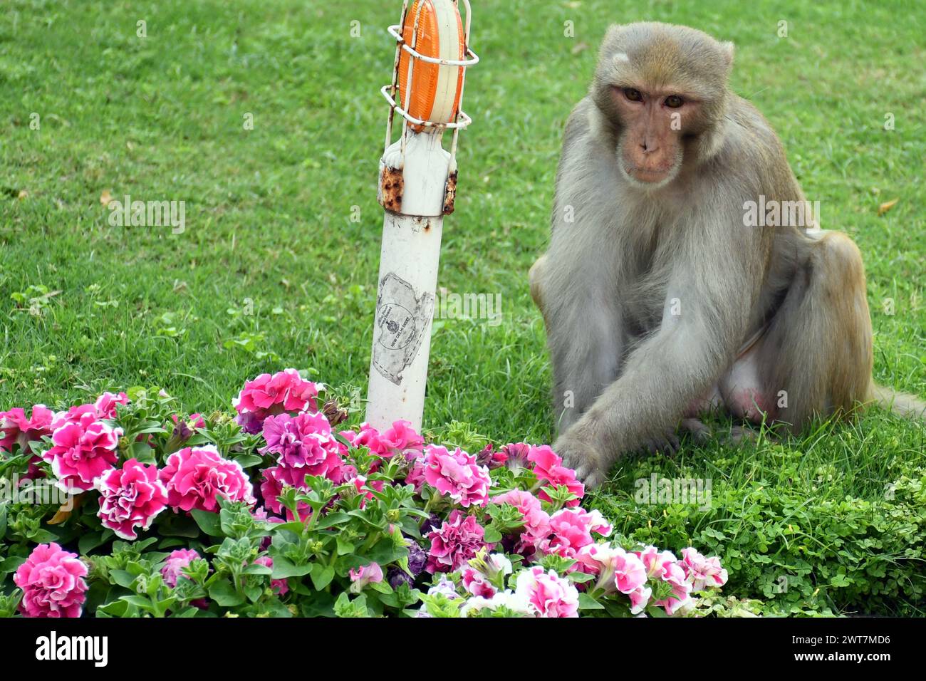 New Delhi, Delhi, INDIA. 16th Mar, 2024. Monkey smelling and eating ...