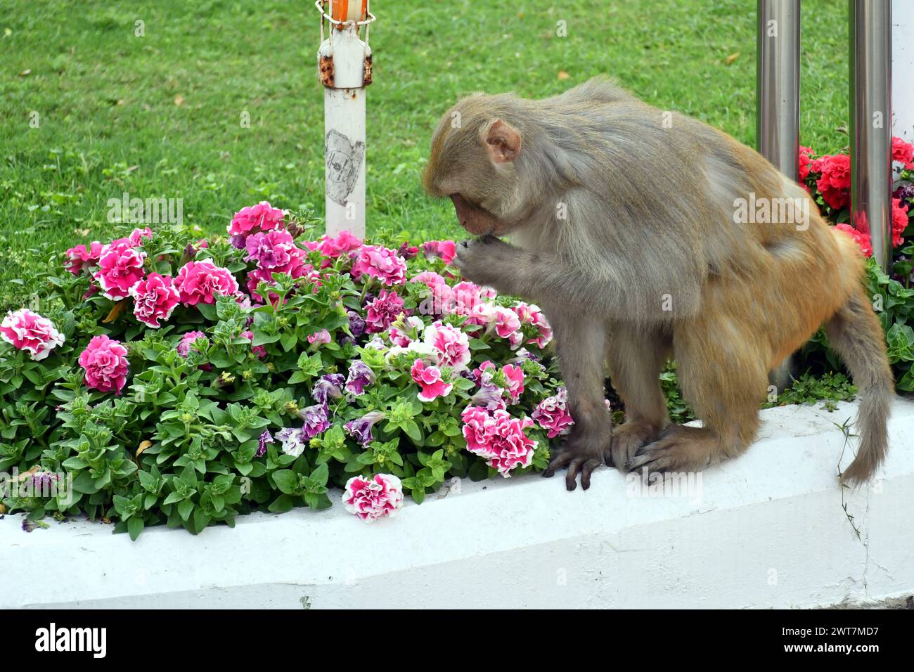 New Delhi, Delhi, INDIA. 16th Mar, 2024. Monkey smelling and eating ...