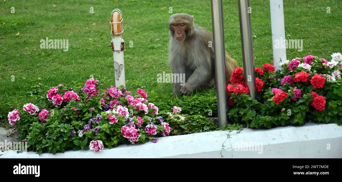 New Delhi, Delhi, INDIA. 16th Mar, 2024. Monkey smelling and eating ...