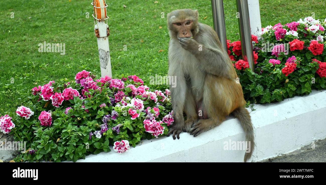 New Delhi, Delhi, INDIA. 16th Mar, 2024. Monkey smelling and eating ...
