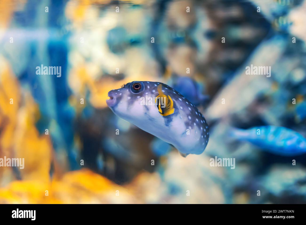 Tropical marine fish in natural habitat. Oceanarium, wildlife, colorful ...