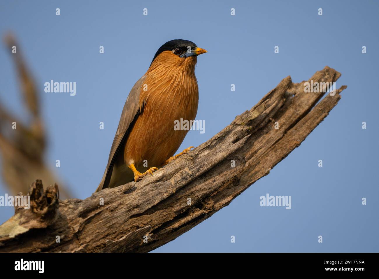 Brahminy Starling - Sturnia pagodarum, beautiful colored perching bird ...