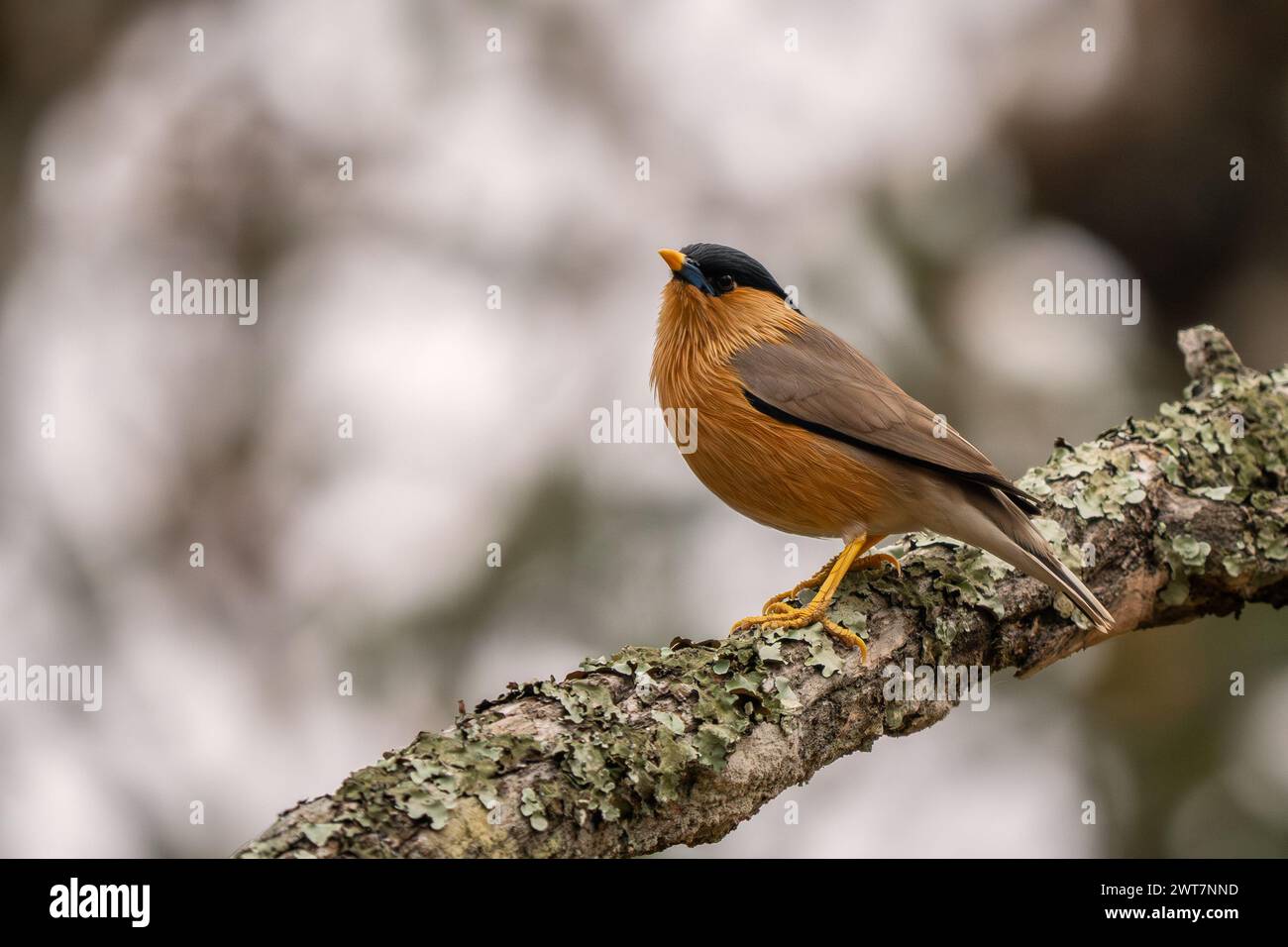 Brahminy Starling - Sturnia pagodarum, beautiful colored perching bird ...