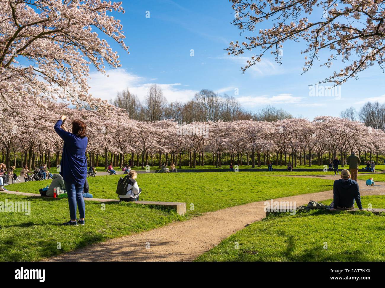 Amstelveen, The Netherlands, 14.03.2024, Tourists admiring japanese ...