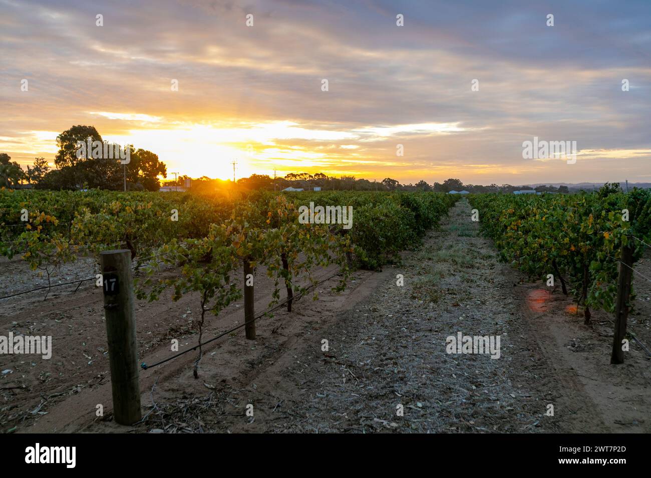Sunset over Barossa Valley vineyard grapevines,South Australia,2024 Stock Photo - Alamy
