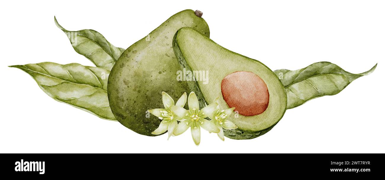 Avocado Watercolor illustration. Botanical drawing of Fruit with flower ...