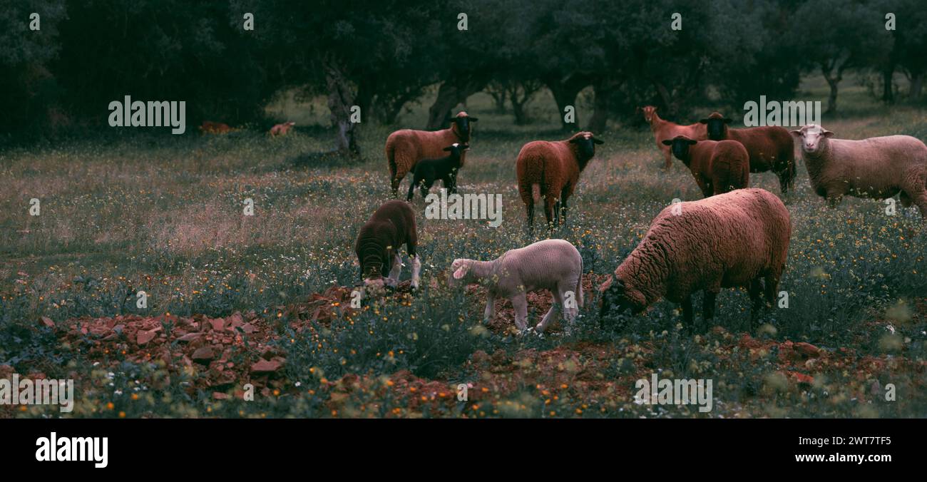 Portugal domesticated herd animals in the landscape in Europe Flock of ...