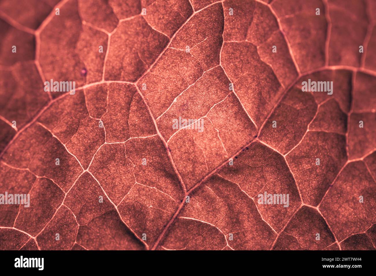Red leaf veins hi-res stock photography and images - Alamy