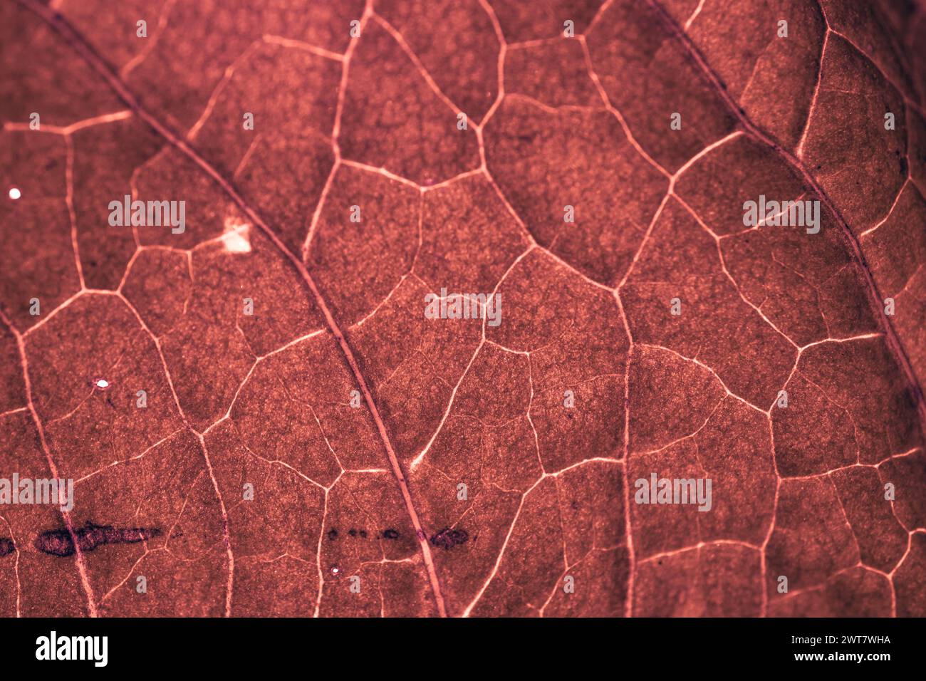 Red leaf veins in autumn season, red background Stock Photo - Alamy