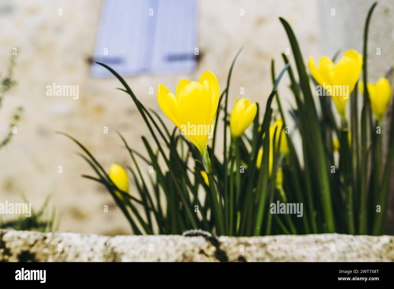 Pretty yellow crocuses growing in a planter on a balcony Stock Photo ...