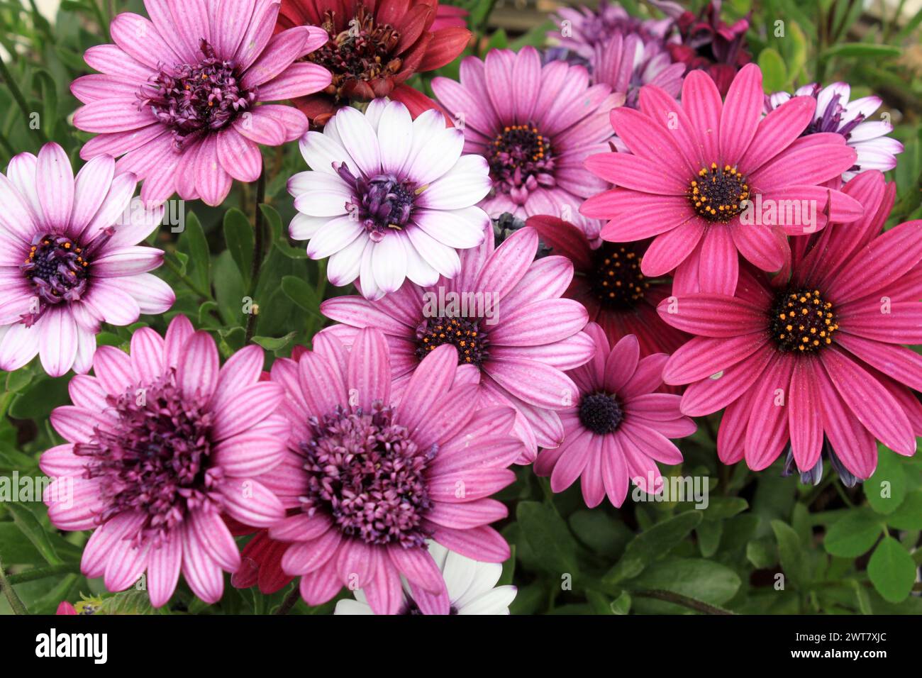 Pretty Attractive African Daisy Flower Spring Stock Photo - Alamy