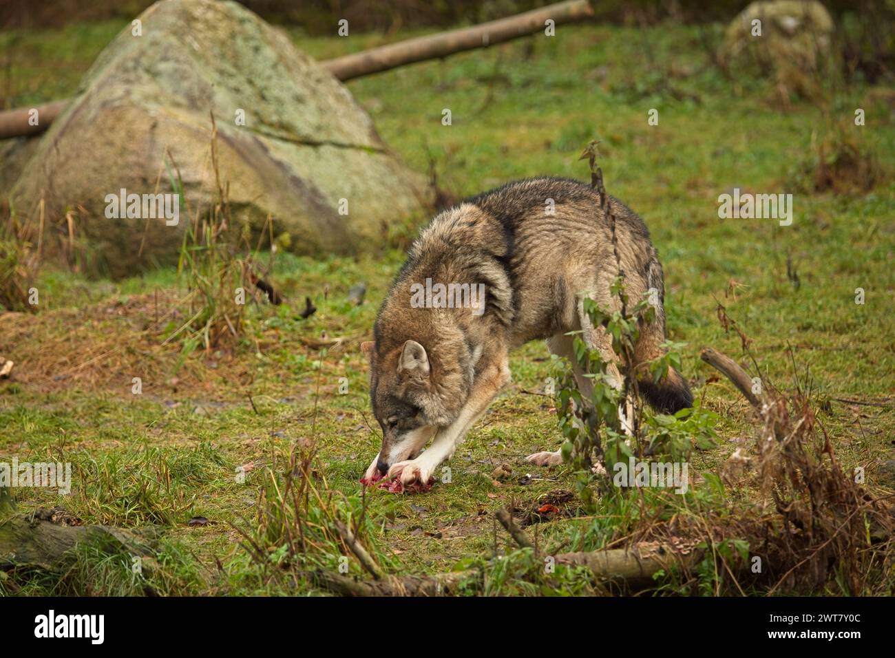 Wolf eating meat hi-res stock photography and images - Alamy