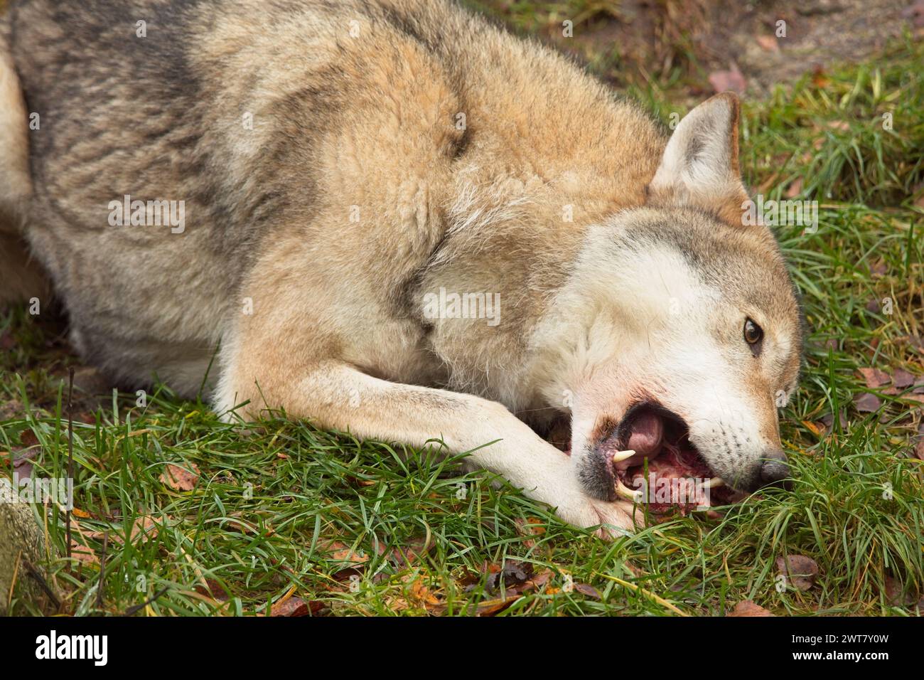 Wolf eating grass hi-res stock photography and images - Alamy