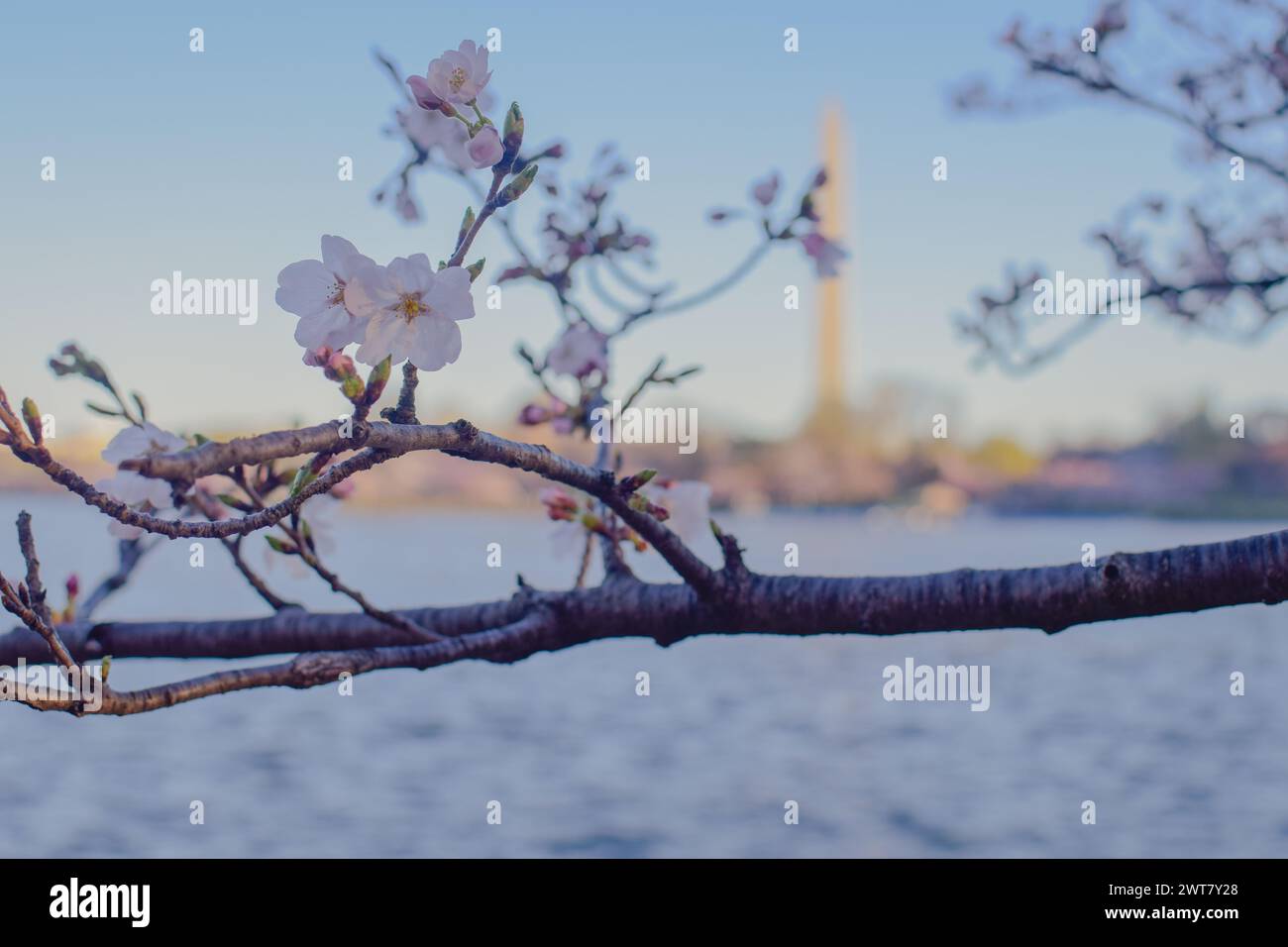 DC Cherry Blossoms Stock Photo - Alamy