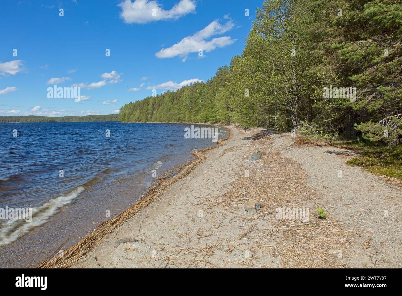 Sandy beach shore in summer, Päijänne National Park in summer, Finland ...