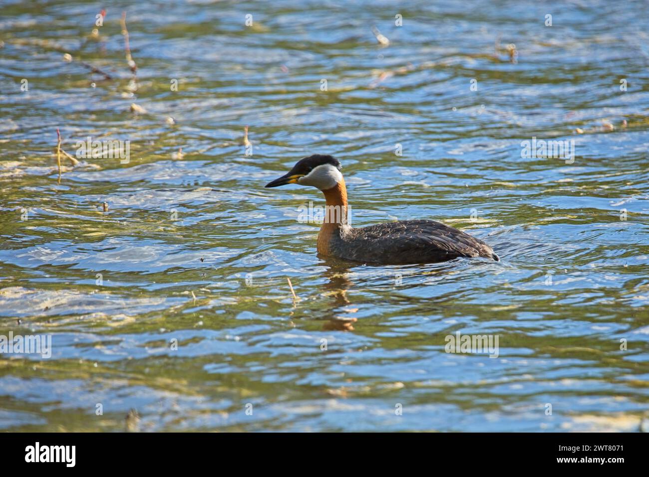 Red-necked grebe (Podiceps grisegena) swimming in its natural habitat ...