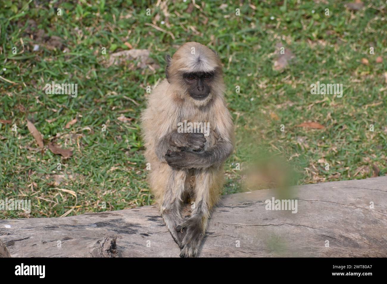 A young langur monkey is sitting on a wooden log with folded hind legs ...