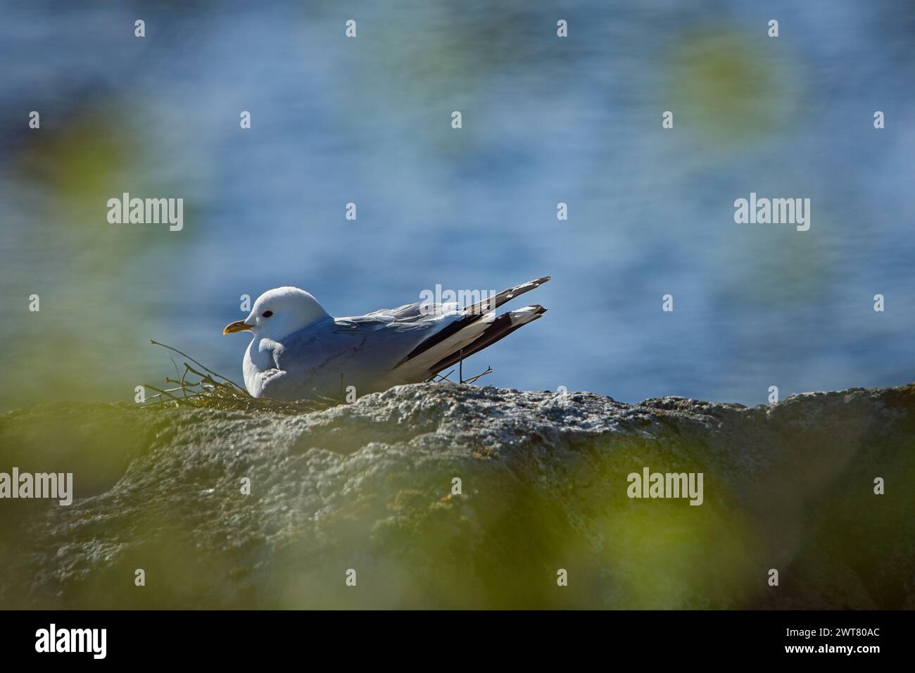 Common gull or sea mew (Larus canus) sitting on a nest on rock Stock ...