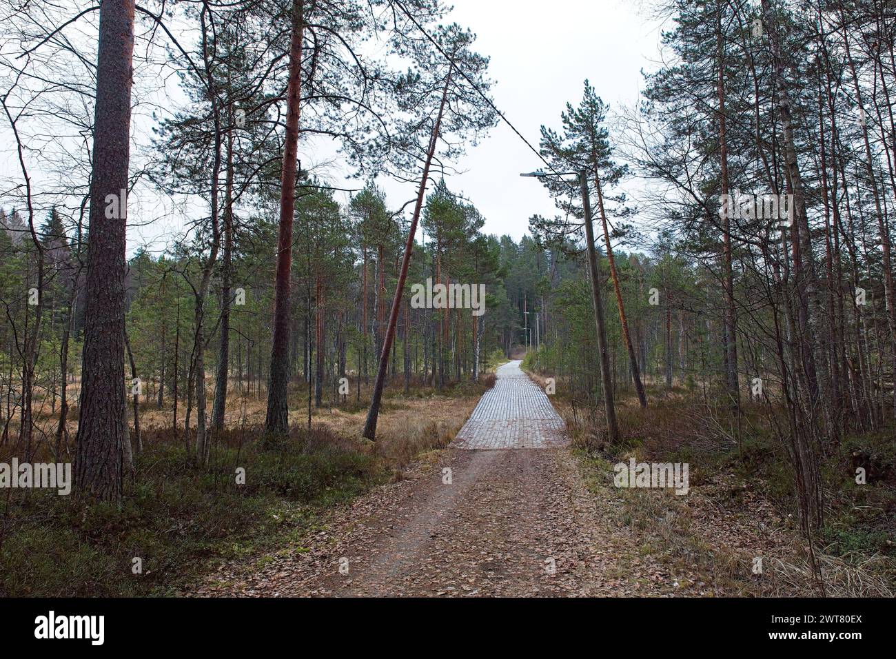 Road through swamp hi-res stock photography and images - Alamy
